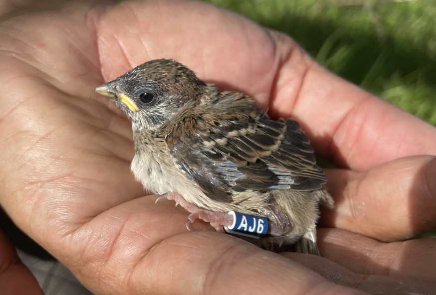 Tree Sparrows – Clyde Ringing Group